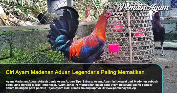 Fakta Menarik Mengenai Ayam Jago Madenan - S128 - SV388 - Sabung Ayam ...