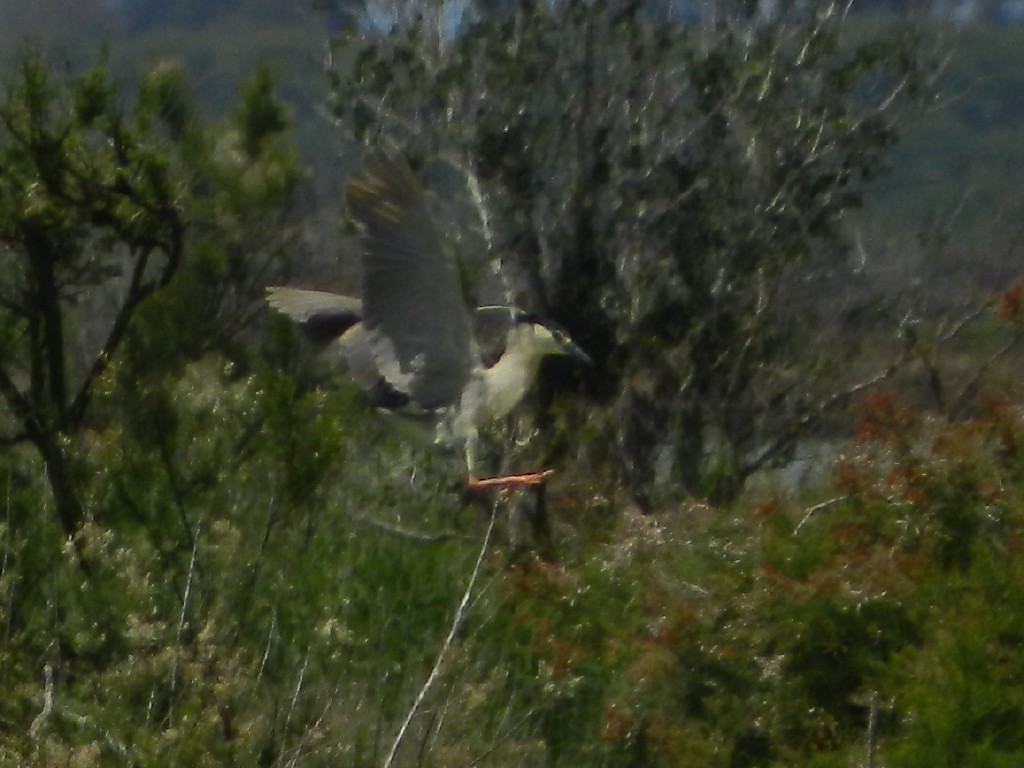 AVES DE ANDALUCÍA: Martinete Común
