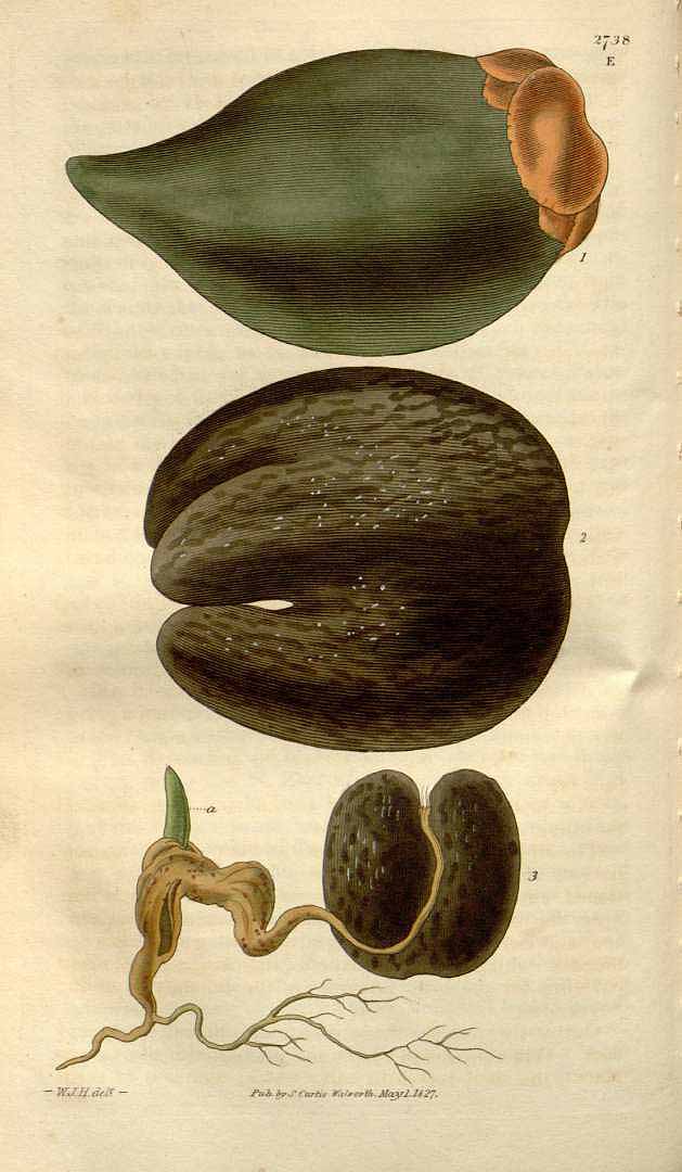 THE COCO de MER - Lodoicea maldivica |The Garden of Eaden