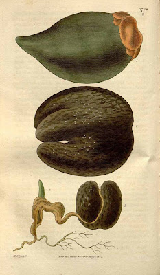 THE COCO de MER - Lodoicea maldivica |The Garden of Eaden