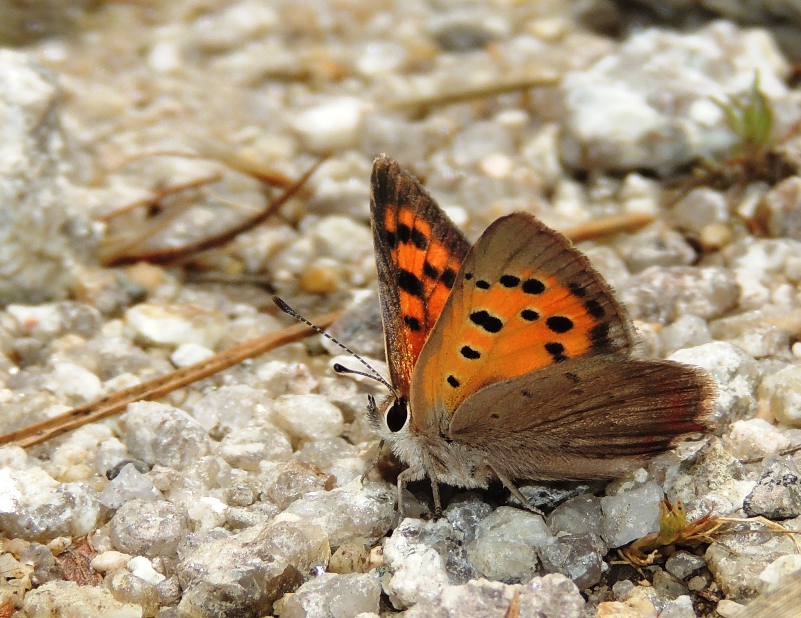 Mariposas y orugas (Volvoretas e eirugas): Los maravillosos mantos que ...