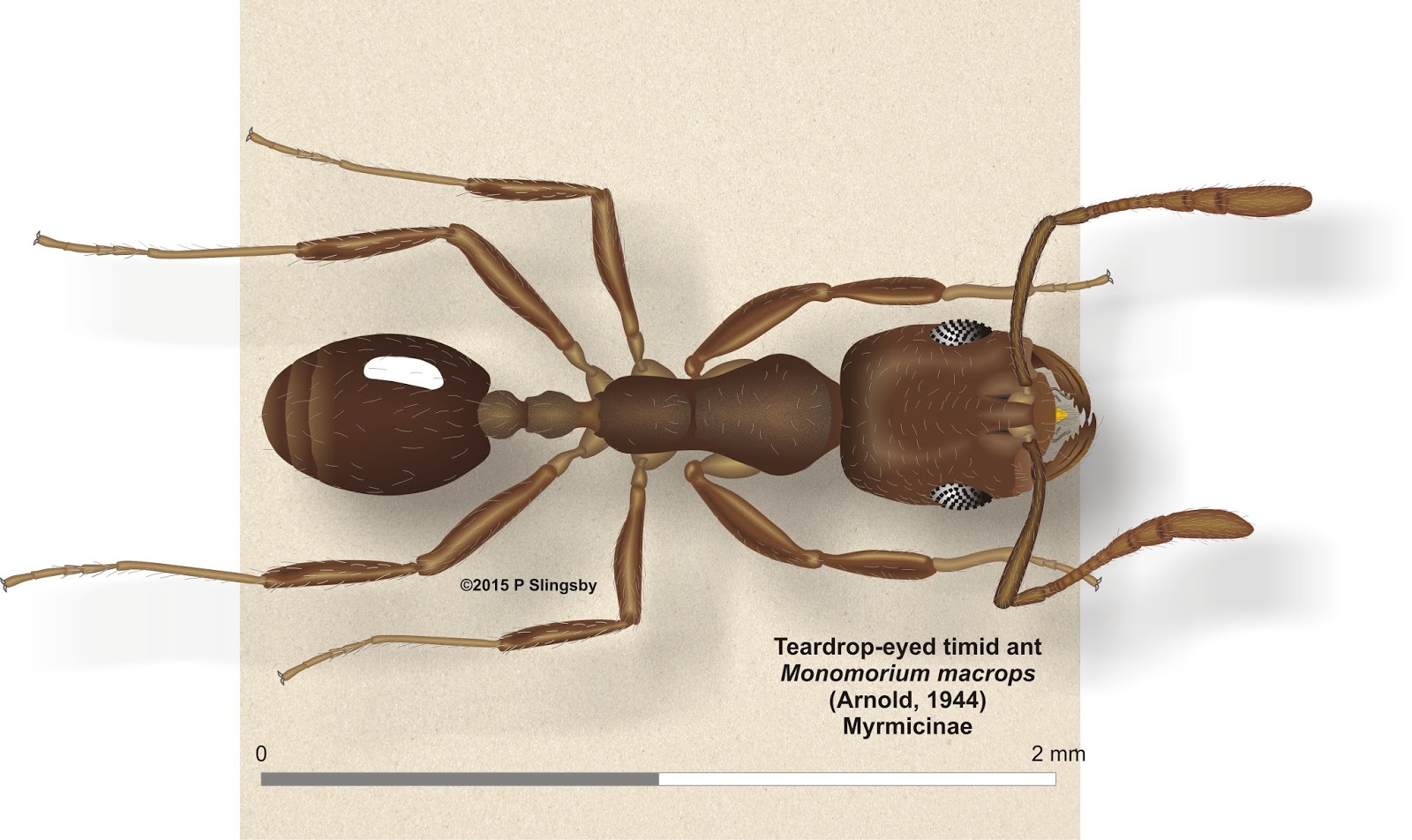 - Ants of Southern Africa -: Monomorium species : Pharaoh ants and ...