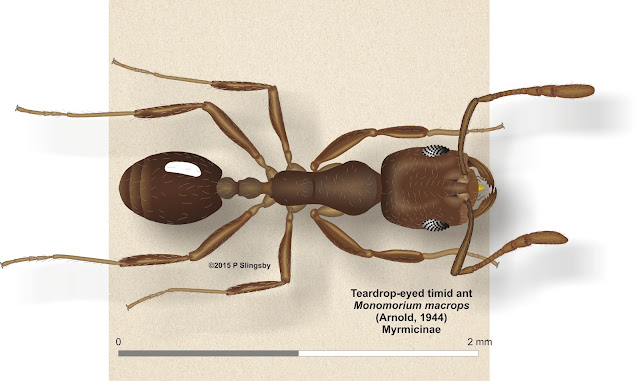 - Ants of Southern Africa -: Monomorium species : Pharaoh ants and ...
