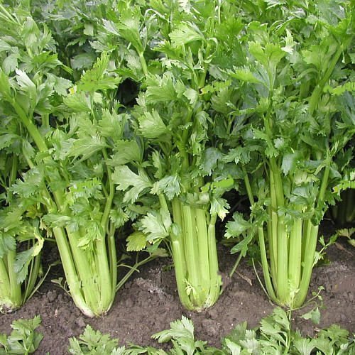 Seminte si plante de gradina hobby: Telina Apio