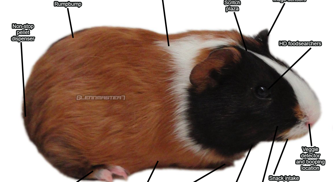 The anatomy of hamster | hamster-club