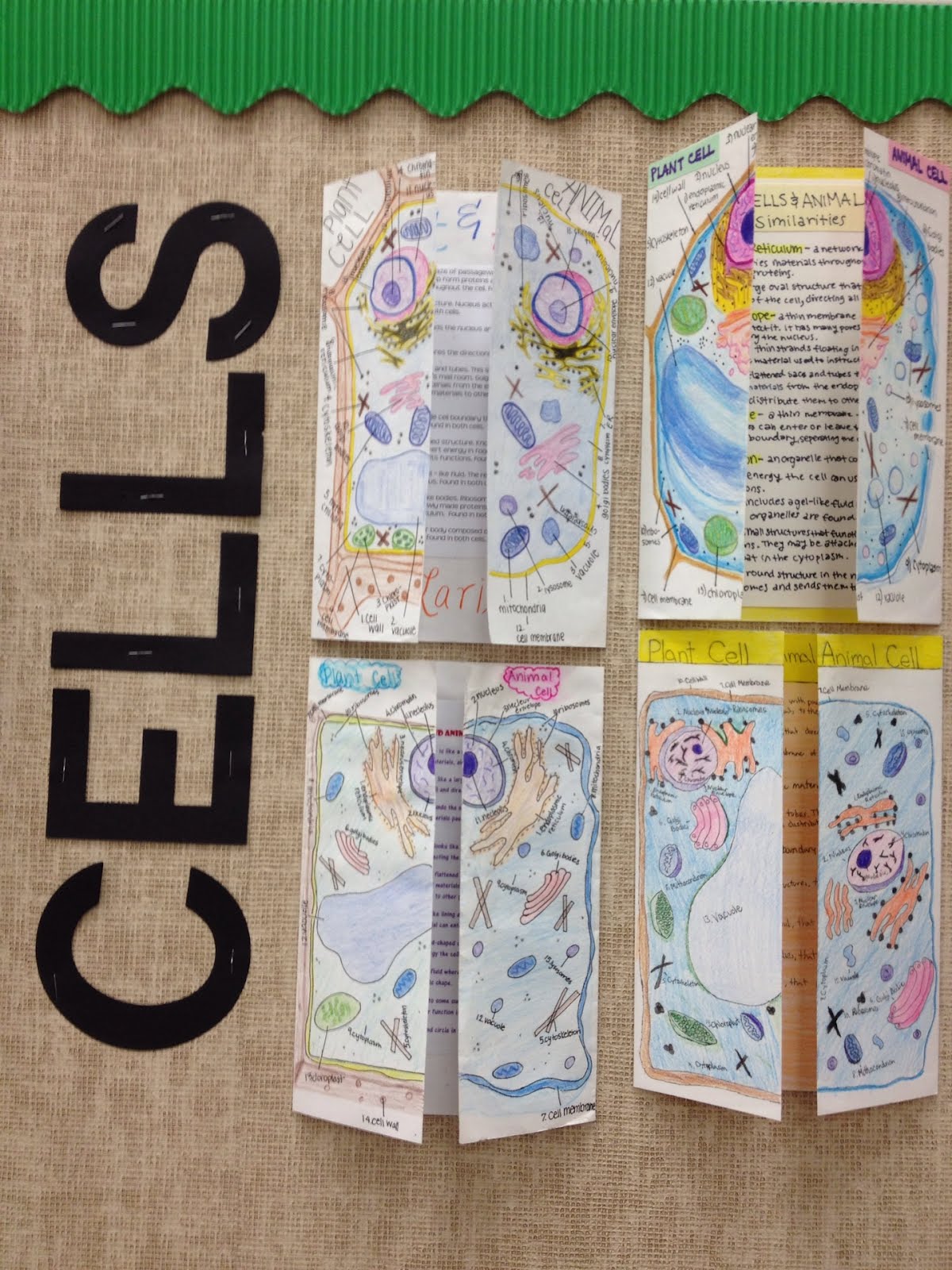 Animal Cell City Project