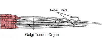 Golgi Tendon Organ