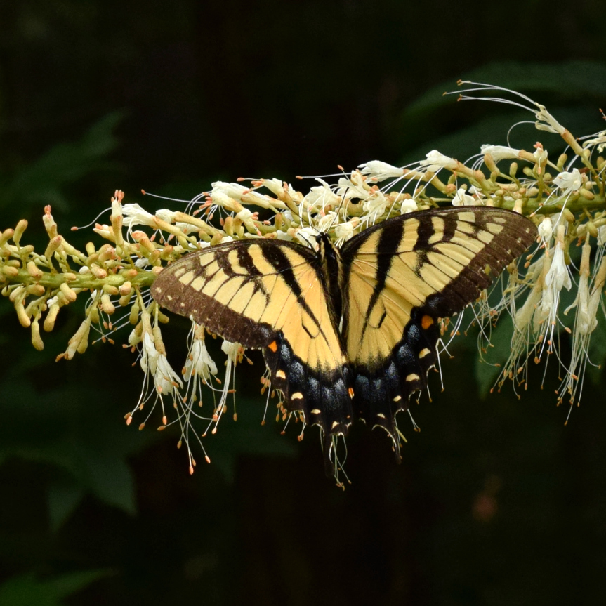 Using Georgia Native Plants: Eastern Tiger Swallowtail – Georgia State ...