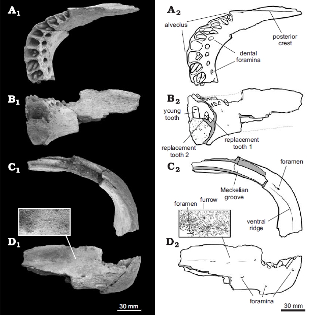 Equatorial Minnesota: Your Friends The Titanosaurs, part 8: Bonitasaura ...