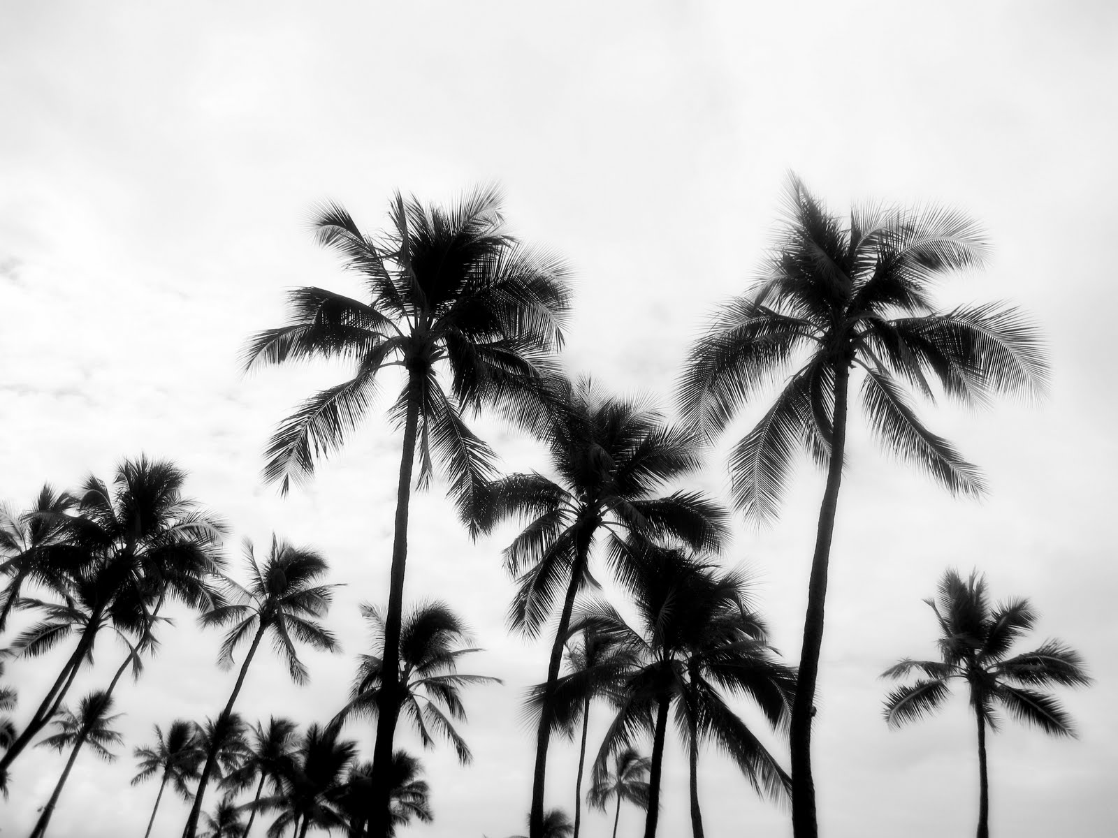 Uninvented Colors: palm trees