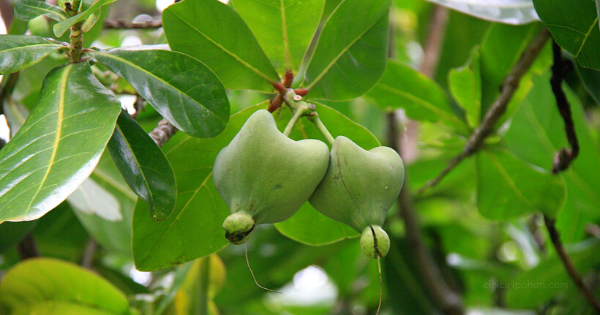 Ciri Ciri Pohon Keben / Butun (Barringtonia asiatica) Di Alam Liar ...