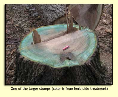 Tom's Blog: Black walnut: one of the bad guys in oak savanna restoration
