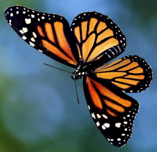 Biology Tutorials: Animal Kingdom Invertebrates