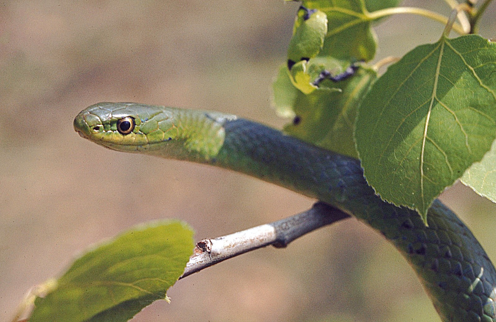Den'sphotogallery: Snakes of New Hampshire