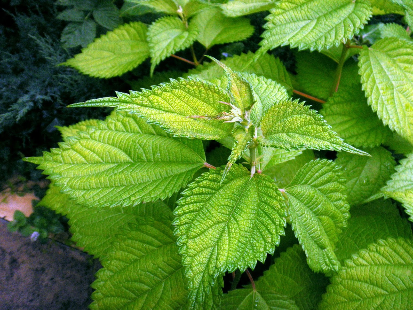 Scirpidiella's Plants: False Nettles - Ramie cousins (Boehmeria sp. div.)