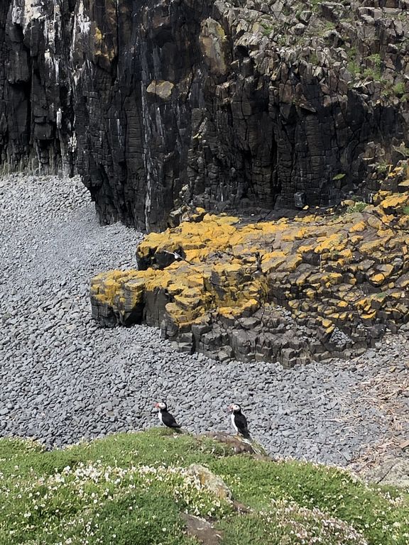 Excursion a la Isla de May (Escocia) para ver puffins | Sin mirar a nadie