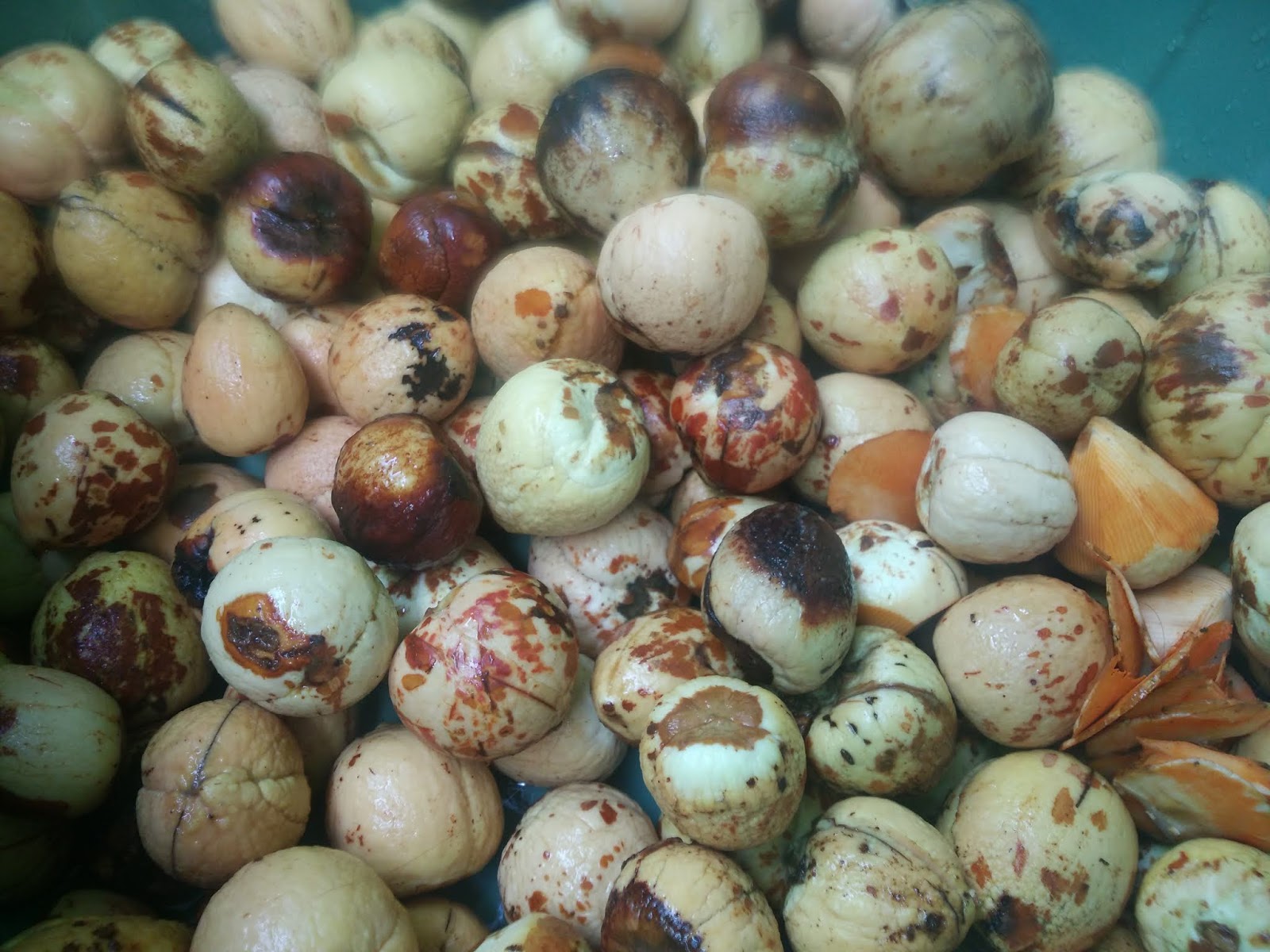 BIJI ALPUKAT UNTUK PAKAN UNGGAS - Calon S.Pt