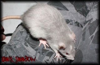 ANTONIO-LOZANO: Colores de las ratas