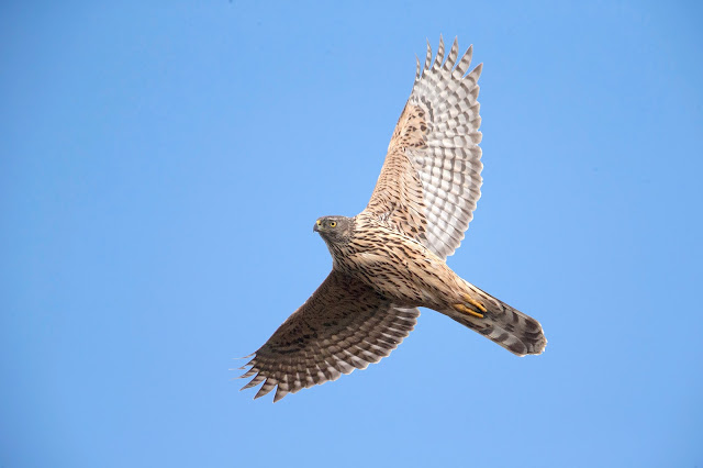 Wildlife Diaries: Northern Goshawk flight identification and ageing in ...