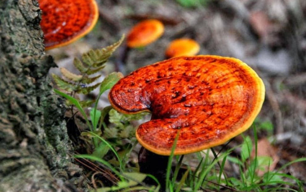 Ganoderma lucidum – Klasifikasi – Kegunaan – Pemakaian - DWI PURWANTO