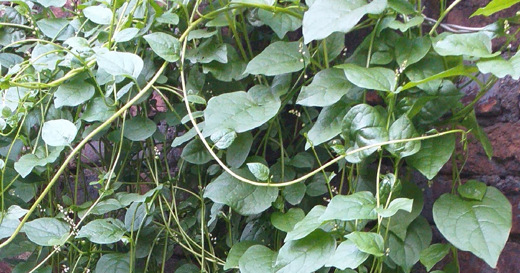Poi leaf: use of poi leaf, Health benefits