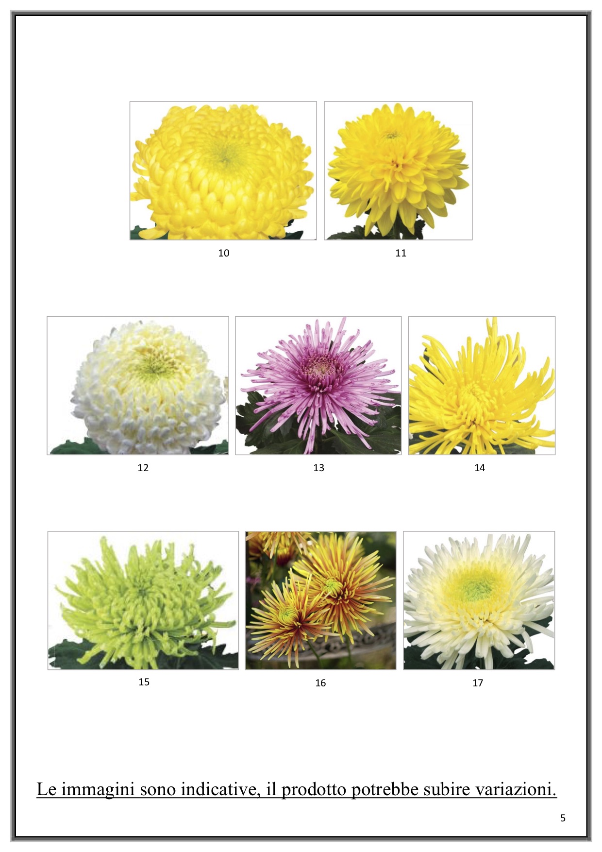 Catalogo Crisantemi 2020