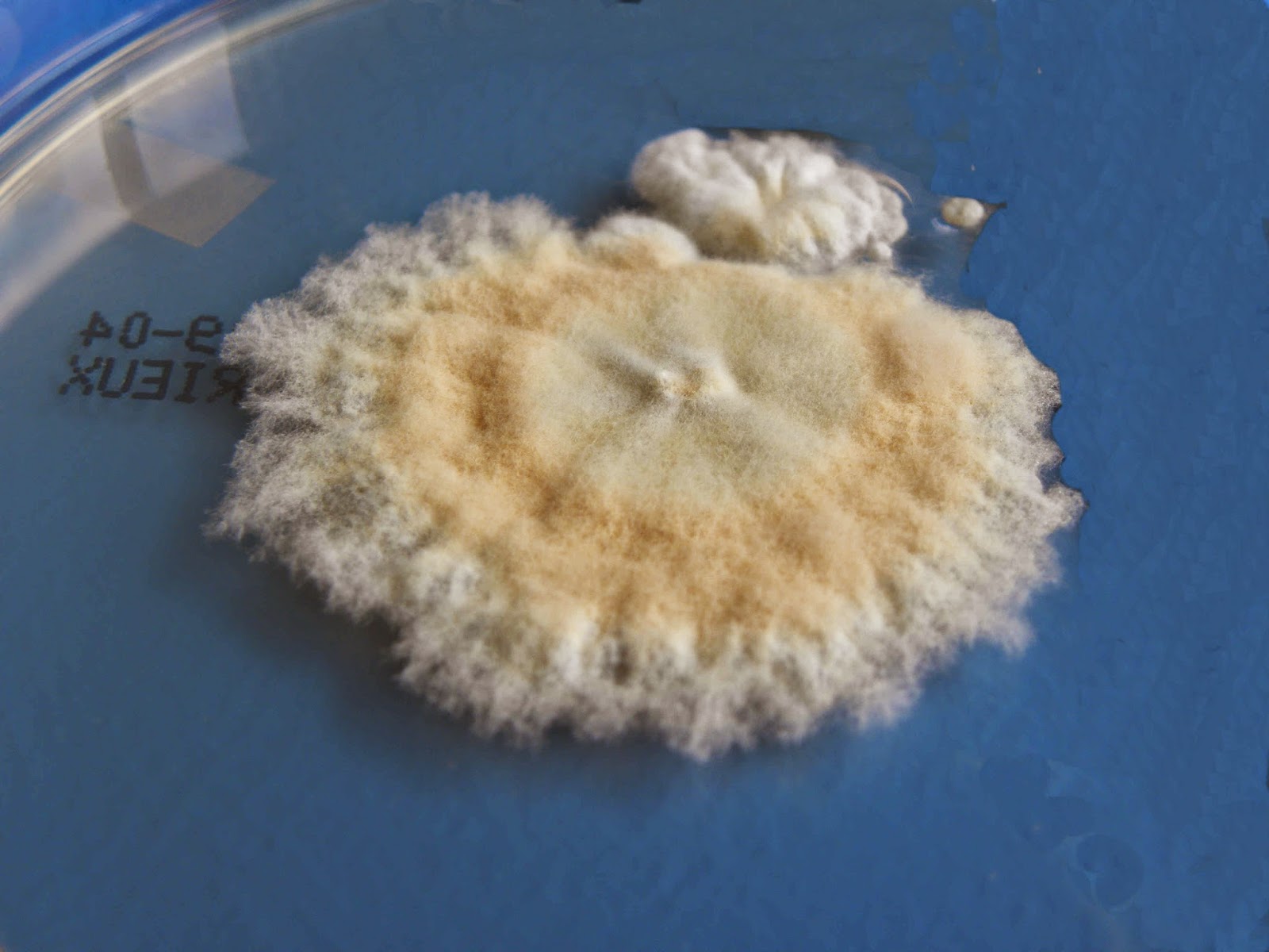 ATLAS MICOLOGIA: CONIDIOBOLUS CORONATUS