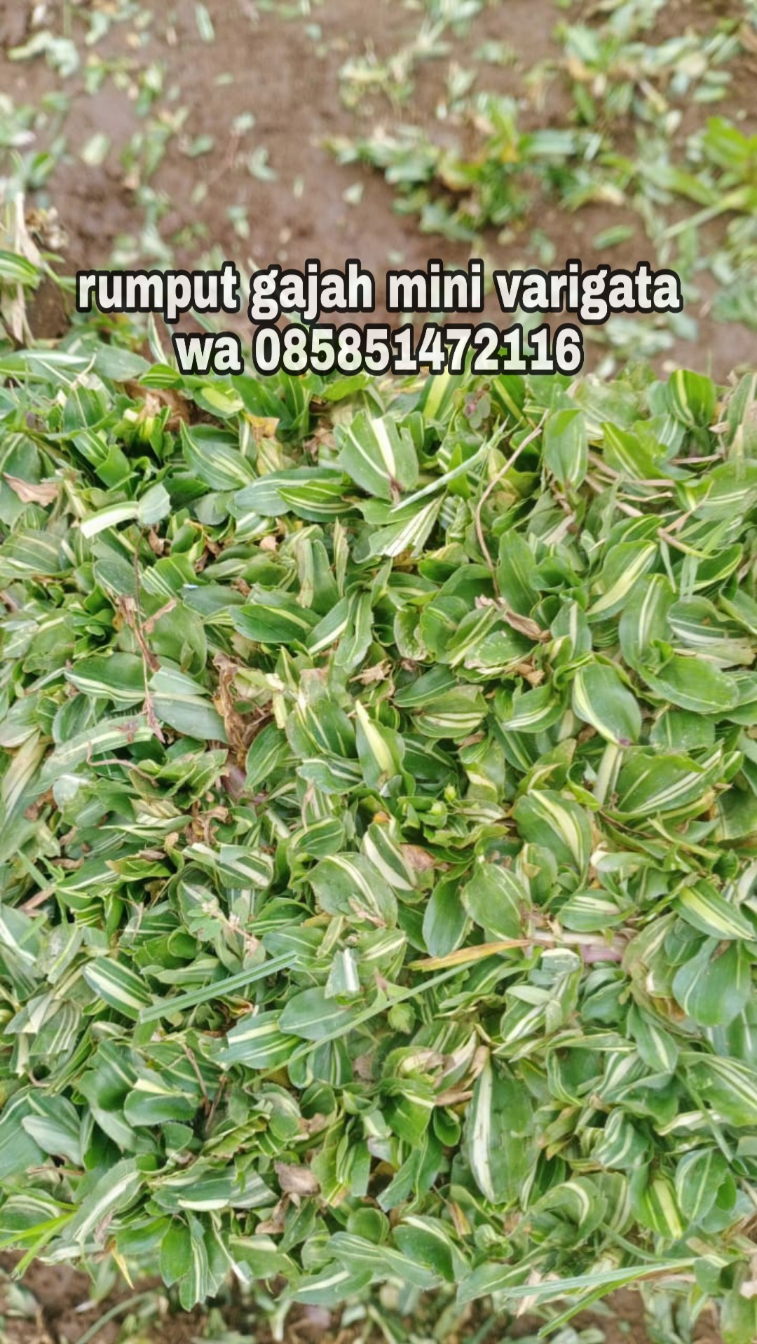 Rumput jepang di mojokerto cocok untuk tempat panas seperti di taman ...