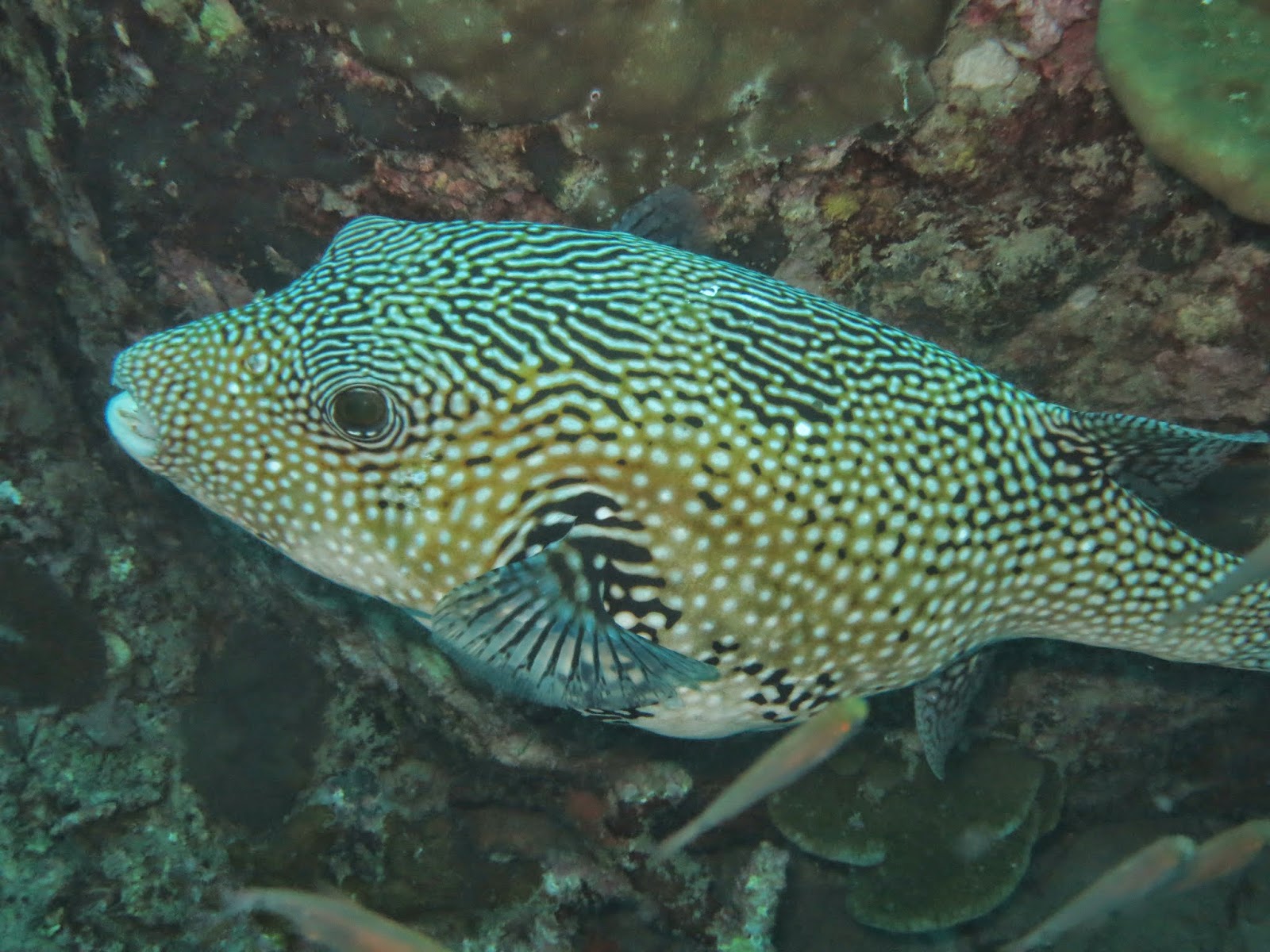 Diving at Pulau Redang