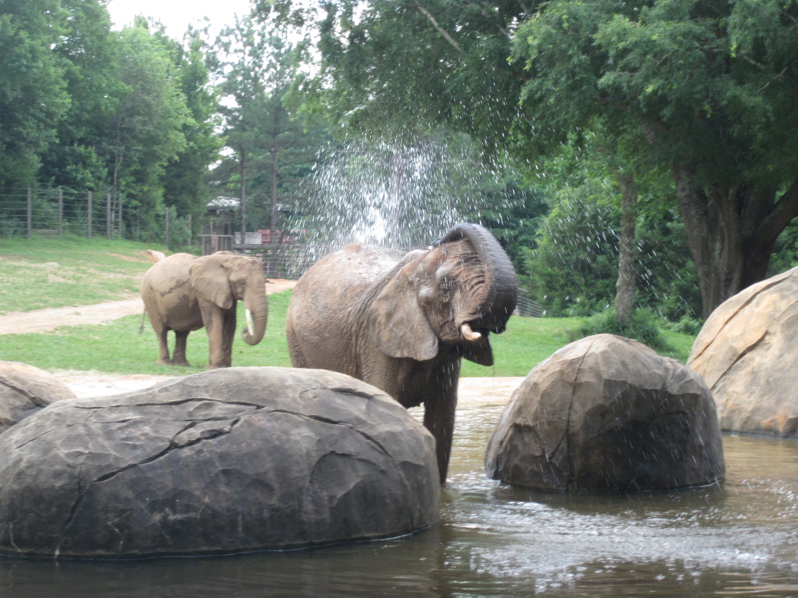 Travel NC With Kids: Visiting the North Carolina Zoo While Social ...