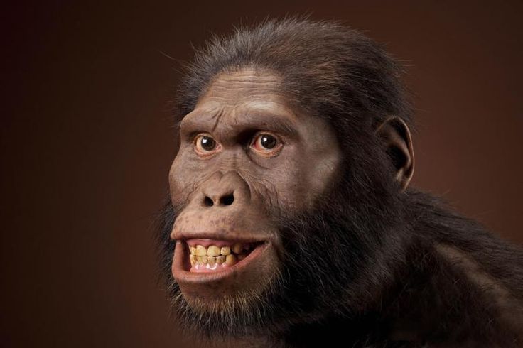 La evolución del hombre: Austrolopithecus Africunus