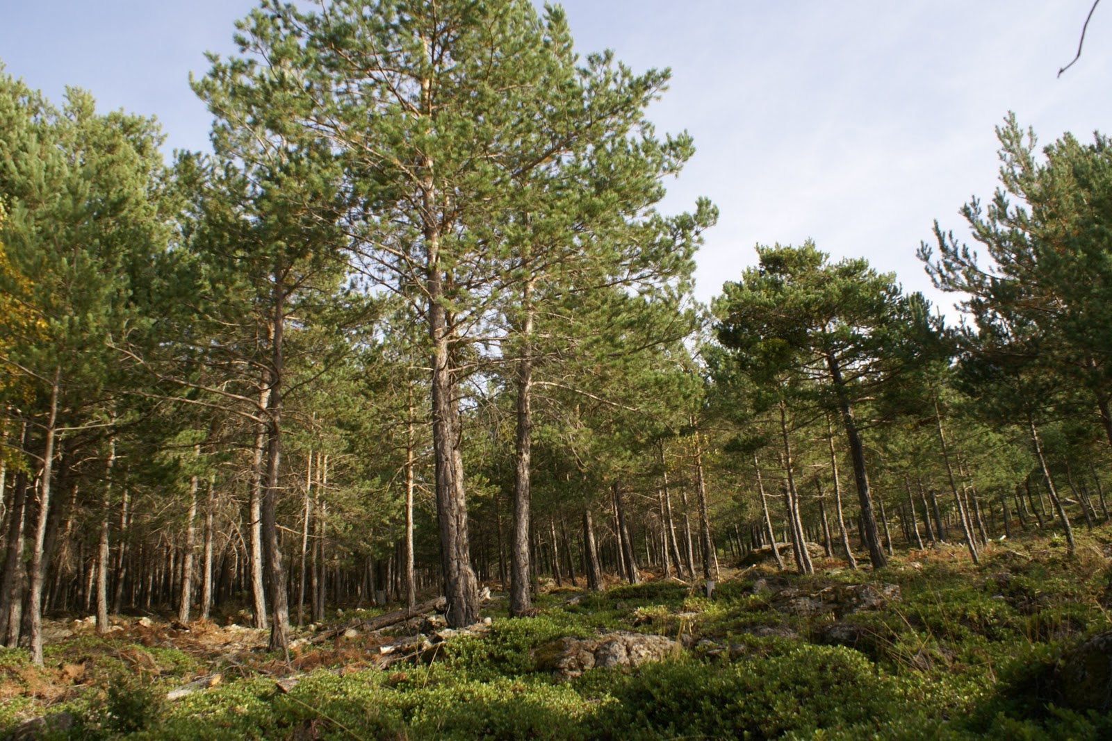 Els arbres, entre el cel i la terra: El bosc de Virós, un bosc de ferro.