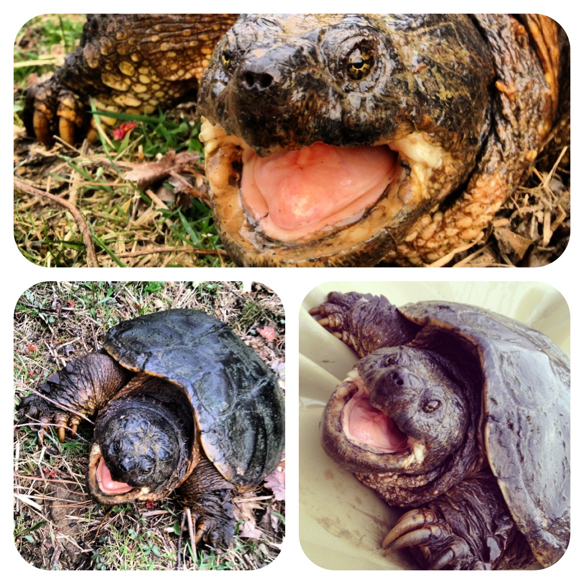 The Swamp Monster Chronicles!: Emotion Kayaks - Meet the Mud Dragon!