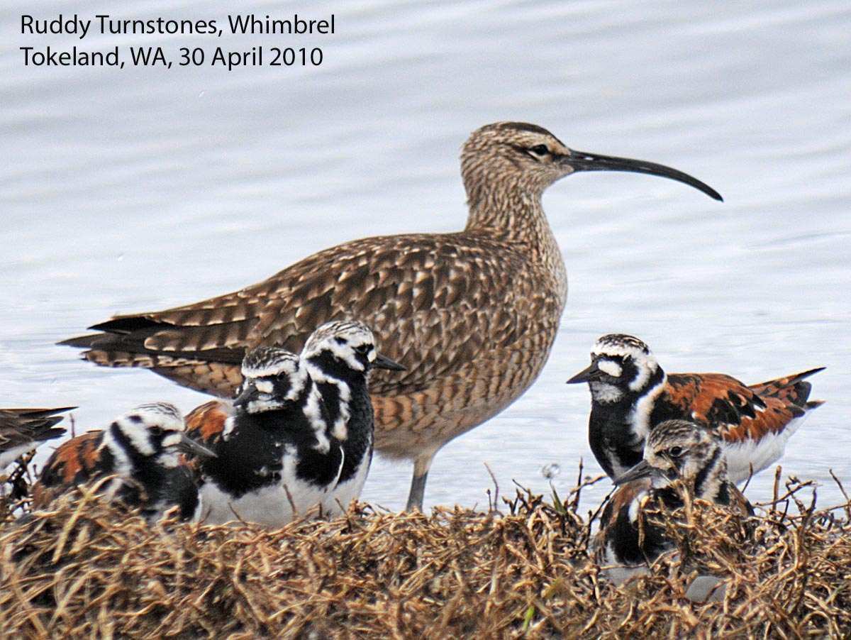 Northwest Nature Notes: IT’S SHOREBIRD TIME AGAIN