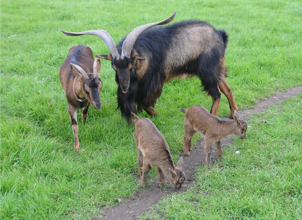 UFUGAJI WA MBUZI WA NYAMA