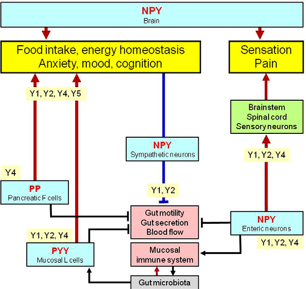 Help For Mood Disorders: PYY,PP AND ENKEPHALIN