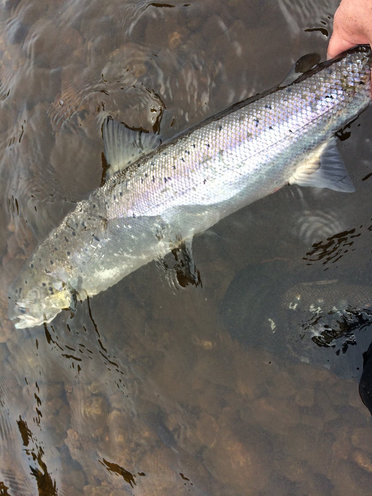 Dee & Don Salmon Fishing: June 2019