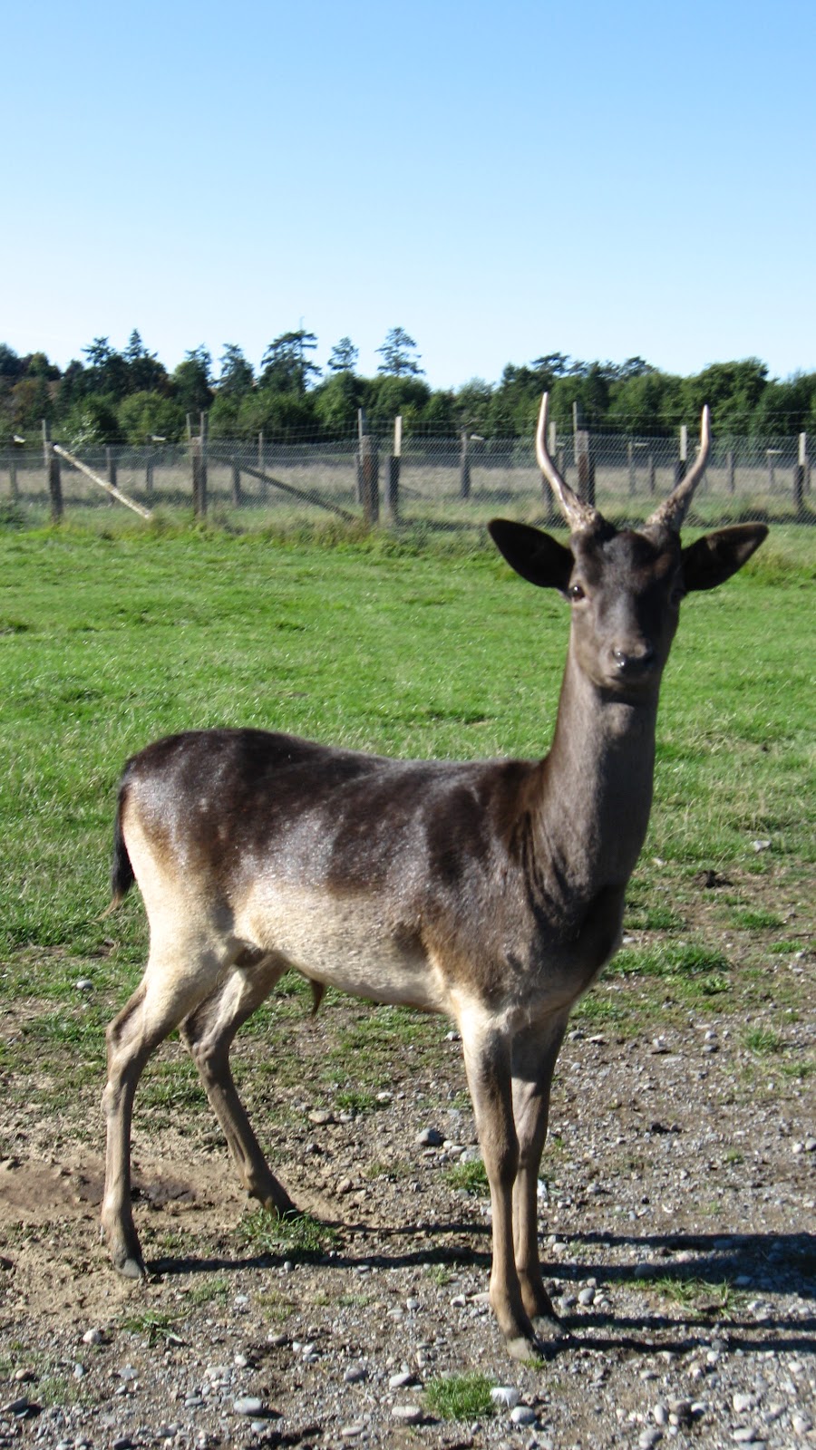 My Zoo: European Fallow Deer
