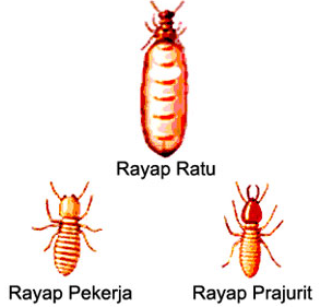 ORDO-ORDO DARI EKSOPTERYGOTA ~ MATERI DAN SOAL IPA UNTUK SMA