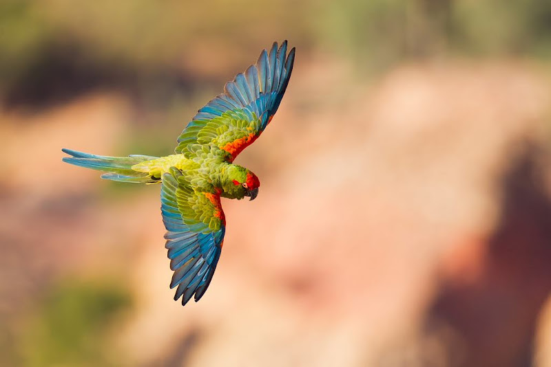 Αρά - Ορνιθοπανίδα