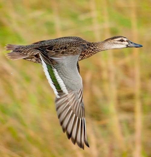 Garganey images | Birds of India | Bird World