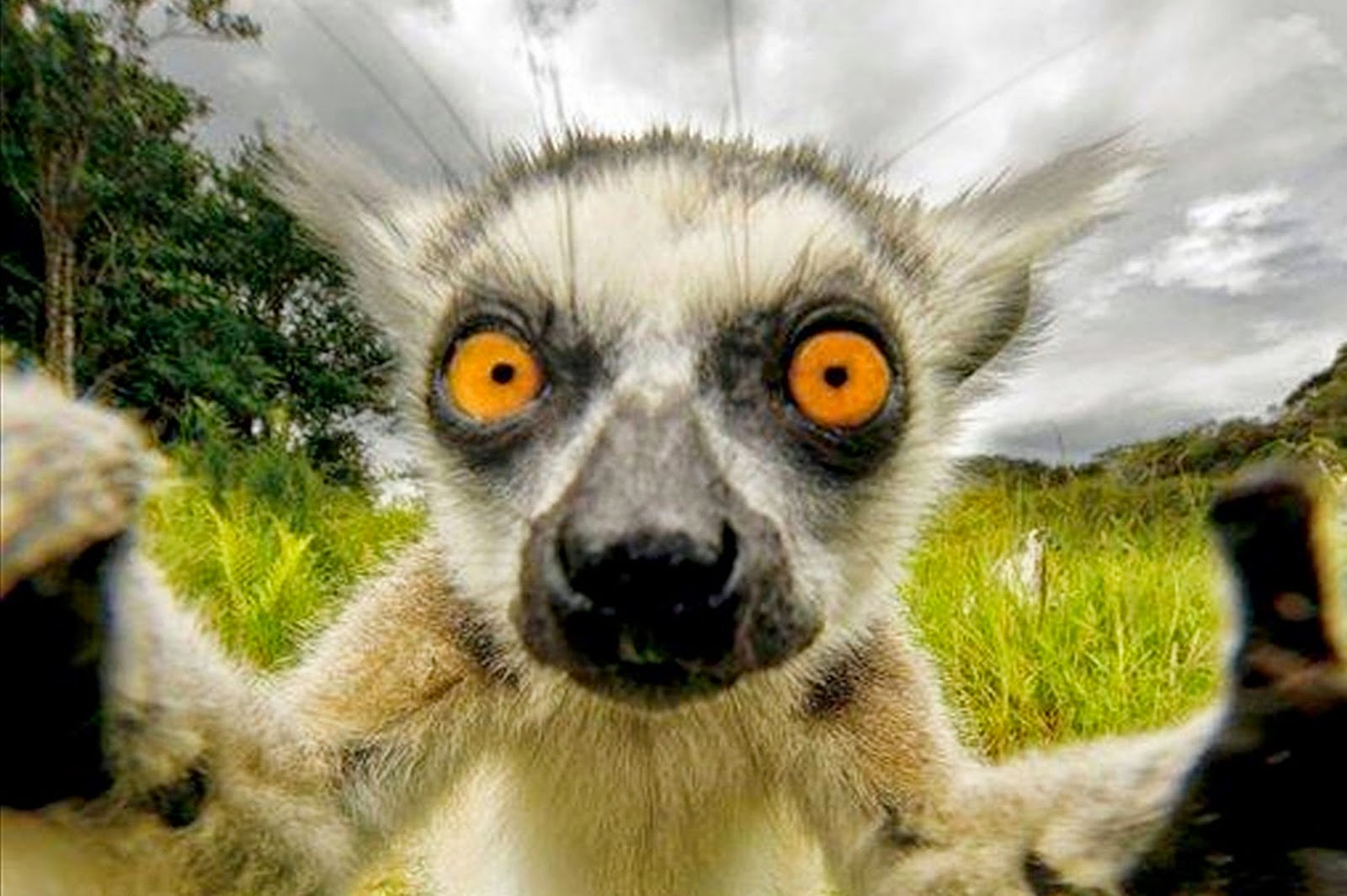 Imagini comice cu animale: funny animal selfies-21 Funniest Animal ...