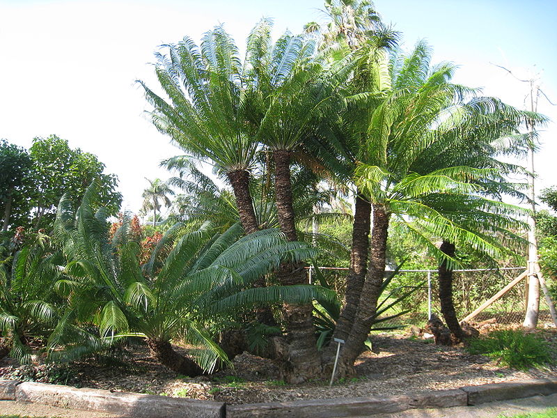 Home And Garden : Cycas circinalis
