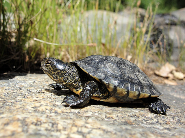 Western Pond Turtle ~ Reptiles World