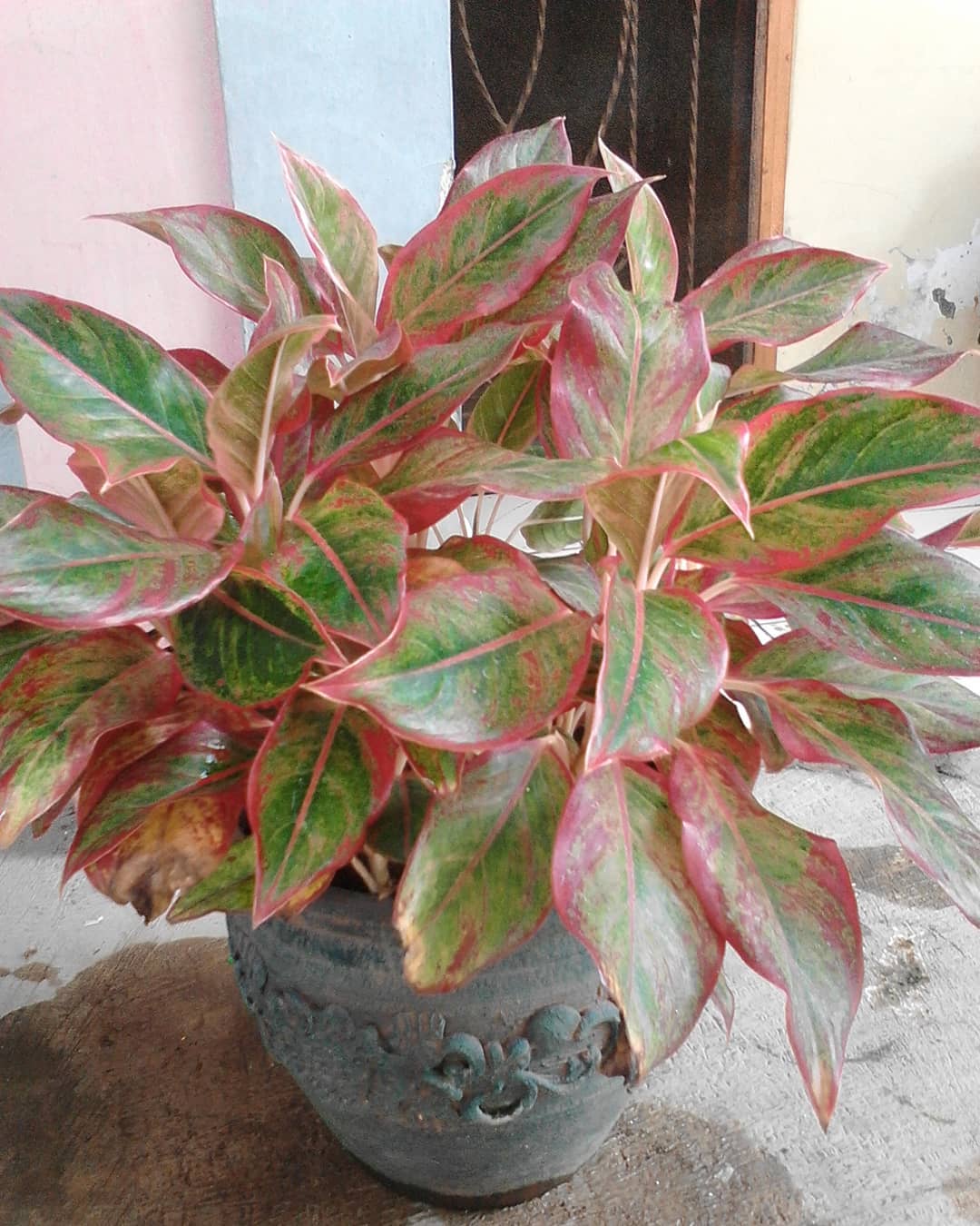 20 + BUNGA YANG LAGI VIRAL 2020 - theFikkar