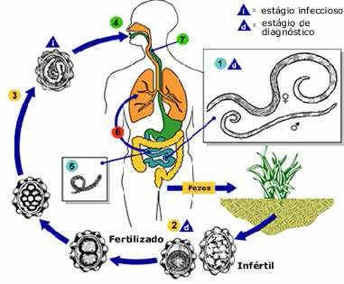 Lombriga ~ FOTOGRAFIA CIENTÍFICA