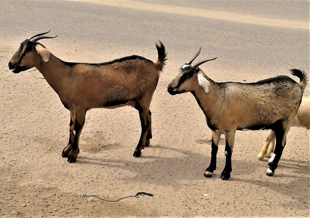 eMalangeni Forest: Indlubu an indigenous ground bean eMalangeni Forest