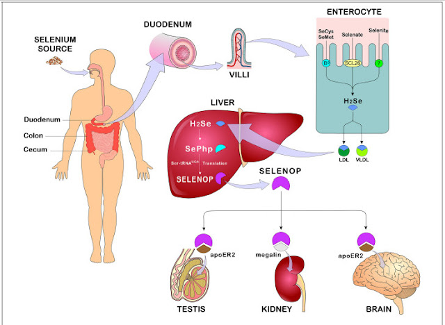 Travel To Health: Health Benefits of Selenium