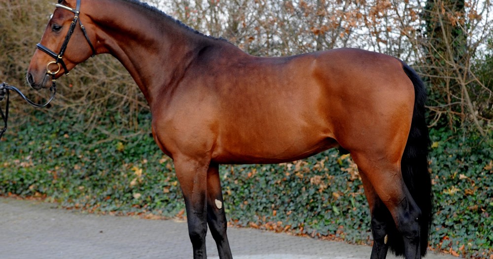 Horse Life and Love: Holsteiner Horses