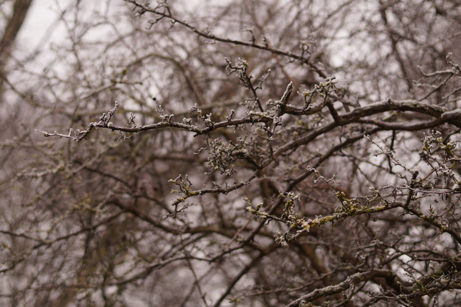 Frost pocket - Sophie in the Sticks